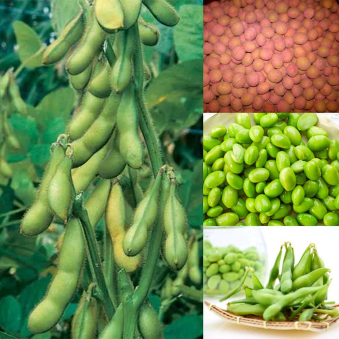 Jual Benih / Bibit - Kacang Edamame Kedelai Jepang 1kg, sekitar 2500 ...