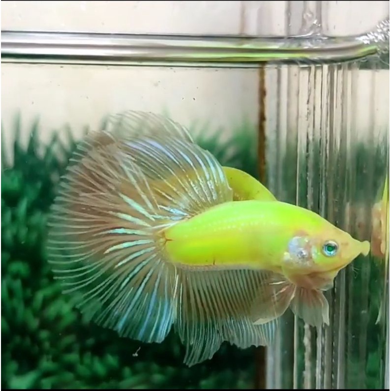 Jual IKAN CUPANG HIAS 3 PAIR GLOW FISH (NEON) LUXURY LIMITED EDITION ...