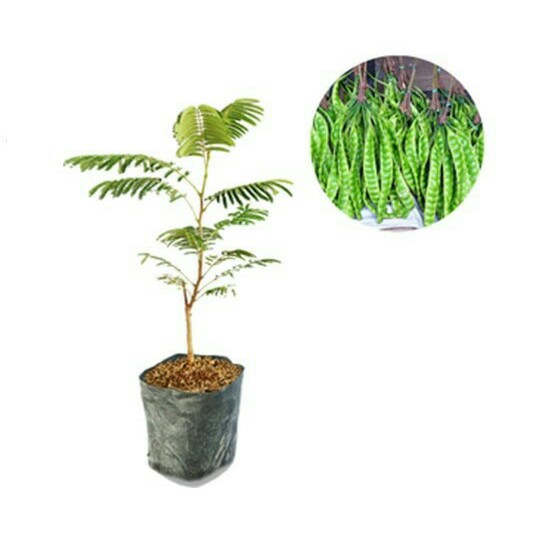Jual Bibit Tanaman Pete Bibit Petai Unggul Pohon Petai Pohon Pete ...