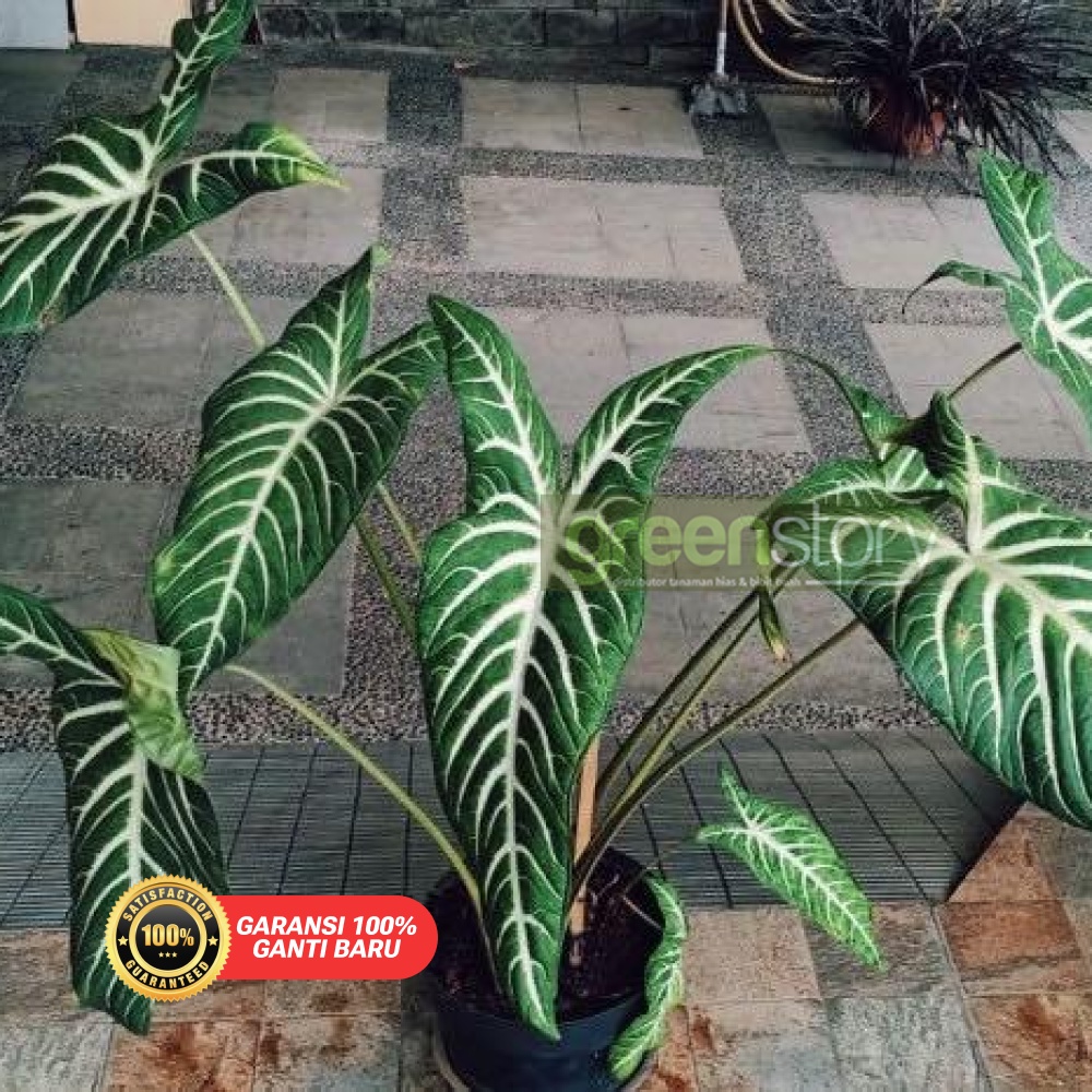Jual Bunga Keladi Antasoma Lindenii | Keladi Zebra | Shopee Indonesia
