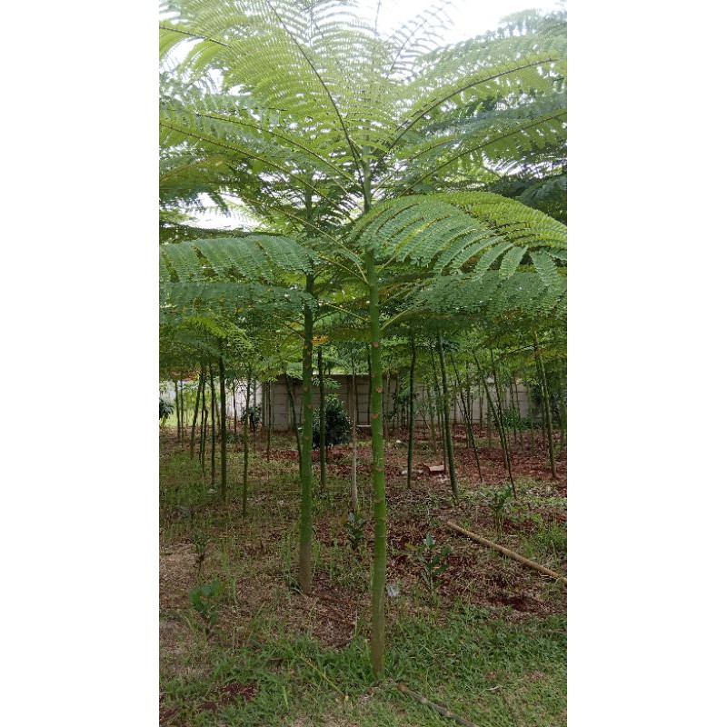 Jual tanaman hias pakis solobium - pakis brazil - pohon peneduh tinggi ...