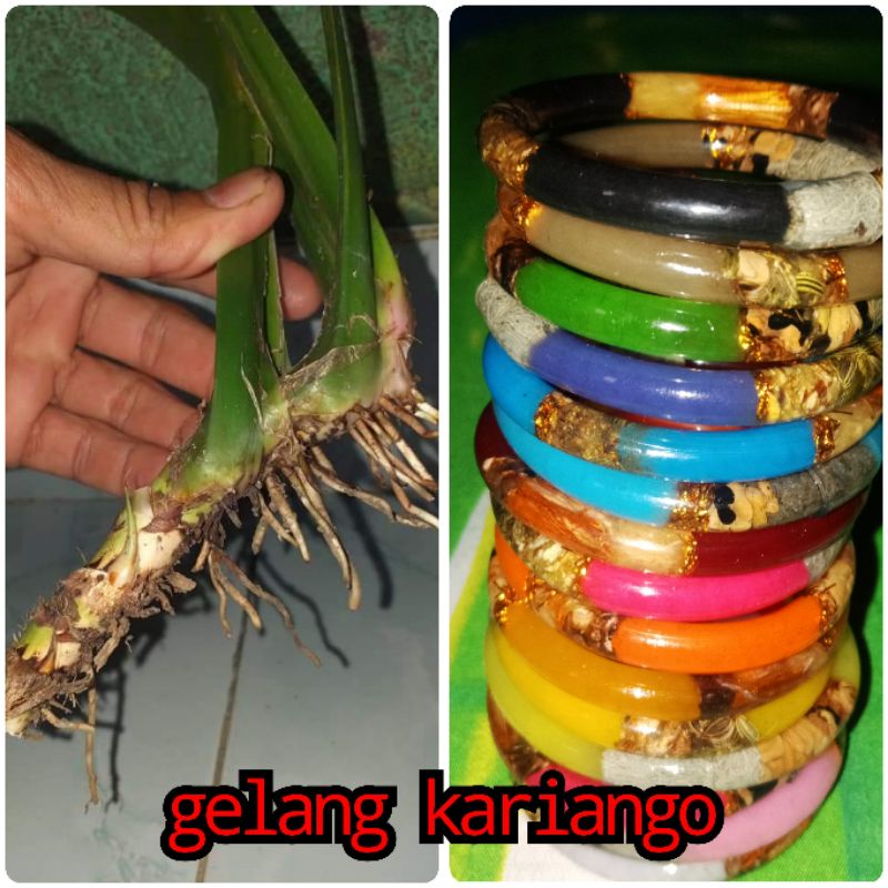 Jual gelang kariango asli ukuran remaja/dewasa/jumbo | Shopee Indonesia
