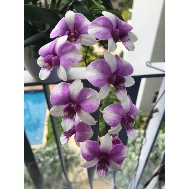 Jual Anggrek Dendrobium Bulat ( purple white ) | Shopee Indonesia