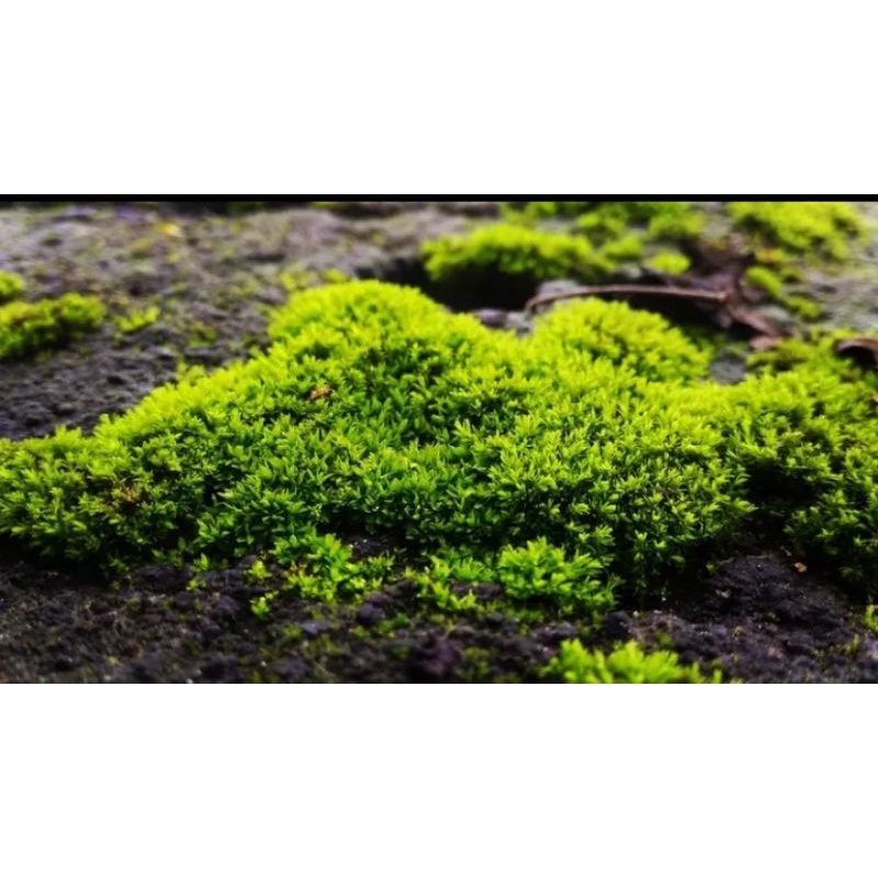 Jual lumut (500g) | Shopee Indonesia