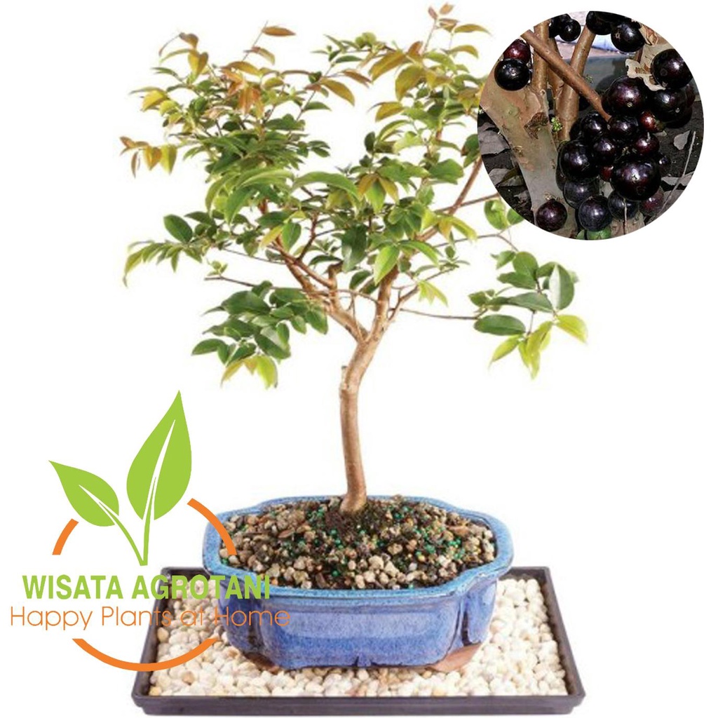 Jual VIRAL Paket 4 Bibit Tanaman Anggur Pohon Preco Anggur Brazil ...