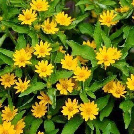 Jual DIARY PETANI - Tanaman Hias Matahari Mini Wedelia Kuning | Shopee ...