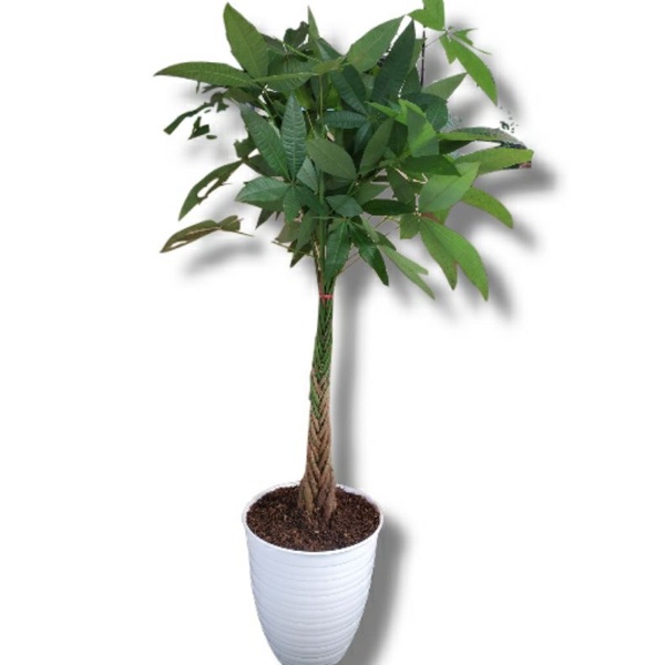 Jual Tanaman hias hidup pachira pohon uang ukuran tinggi 50 cm | Shopee ...