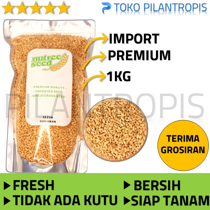 Jual [GROSIR] BENIH WHEATGRASS 1KG BIBIT RUMPUT GANDUM KUCING ...