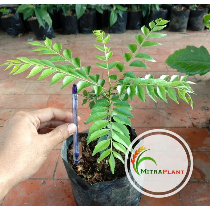 Jual BIBIT TANAMAN SALAM KOJA - POHON SALAM KOJA - DAUN TEMURU - DAUN ...