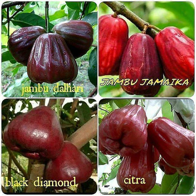 Jual 4 paket/jenis jambu air jumbo rasa manis okulasi siap tanam ...