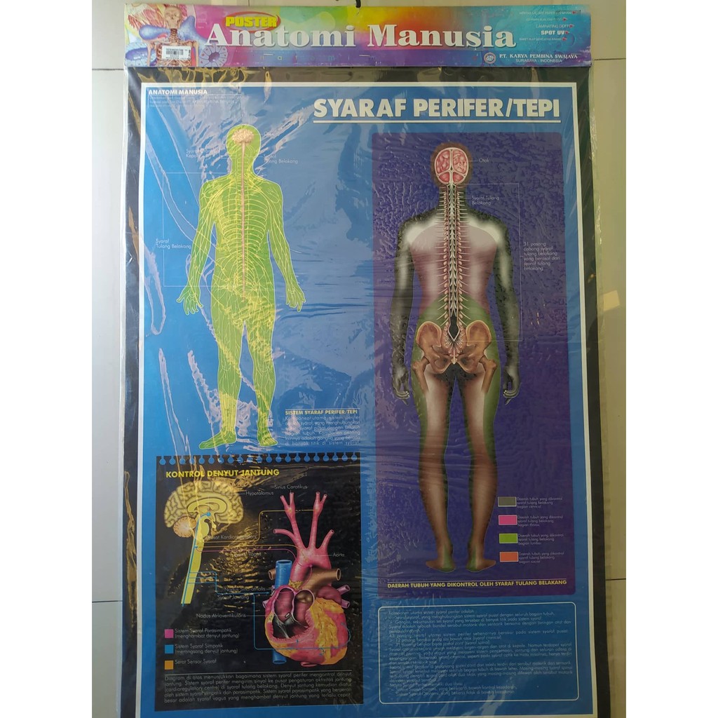 Jual POSTER ANATOMI MANUSIA : SYARAF PERIFER/TEPI - KARYA PEMBINA ...
