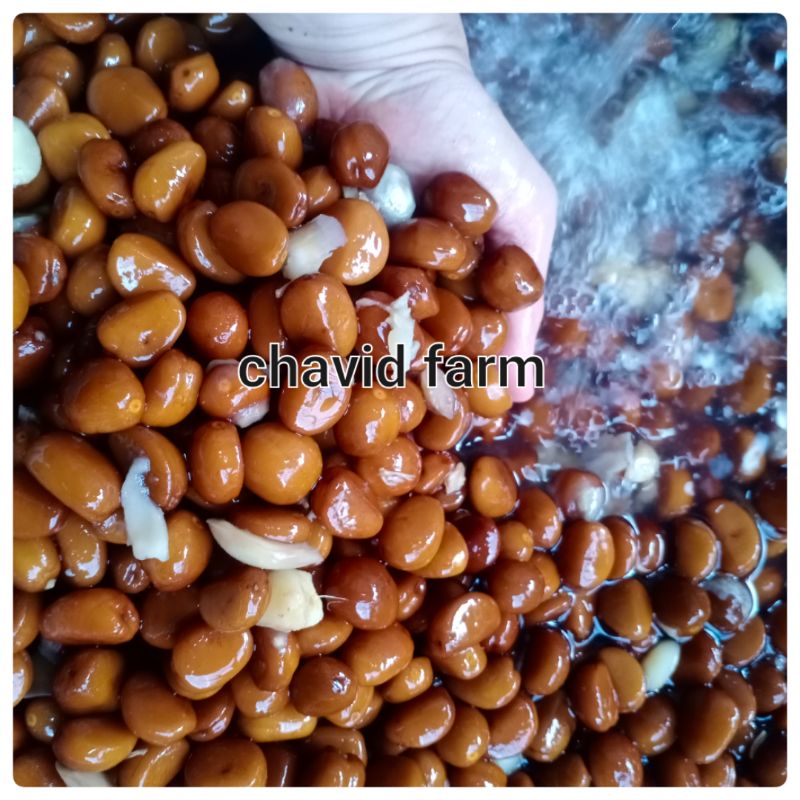 Jual Benih gecol biji buah salak pondoh super kaya manfaat | Shopee ...