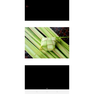 Jual Daun kelapa muda /janur kuning/ per 10 lembar | Shopee Indonesia