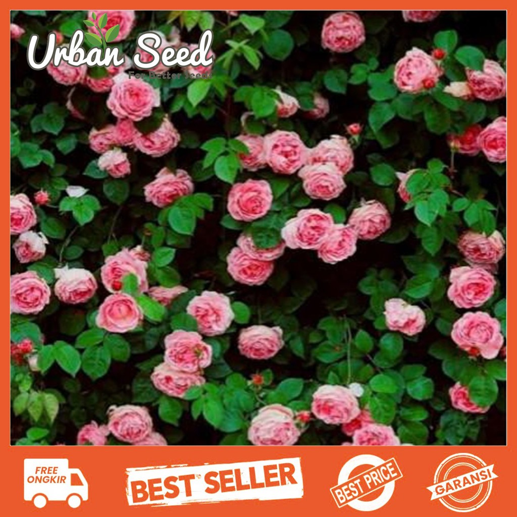 Jual 10 Biji Benih Bunga Mawar Rambat Pink Bibit Bunga | Shopee Indonesia