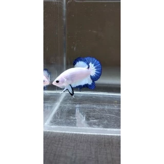 Jual Ikan Cupang Blue Rim Terlengkap & Harga Terbaru Desember 2025 ...