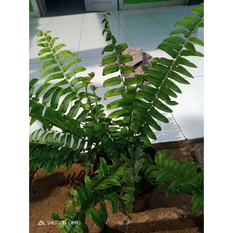 Jual pohon pakis boston | Shopee Indonesia