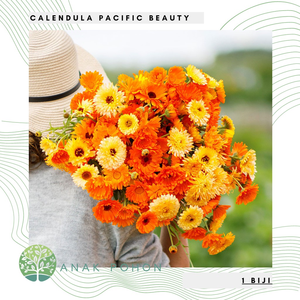 Jual Benih Bibit Biji - Bunga Calendula Pacific Beauty Mix (Calendula ...