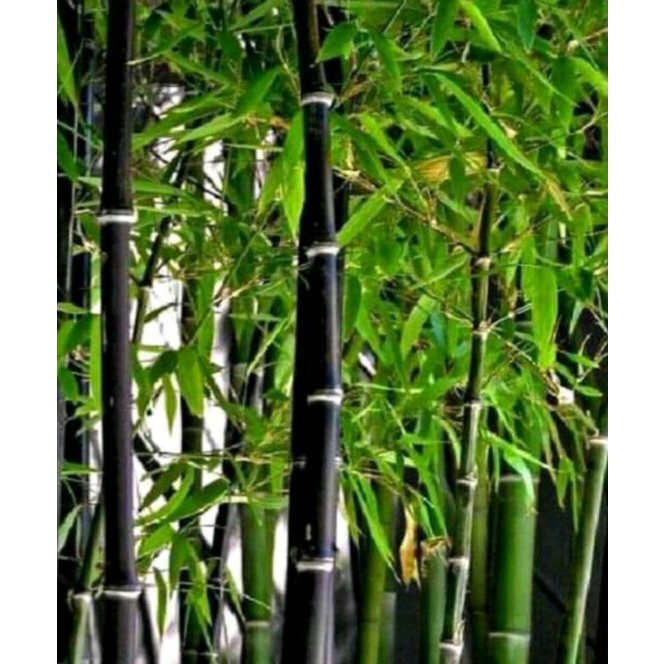 Jual Bibit bambu hitam - stek bambu hitam siap tanam | Shopee Indonesia