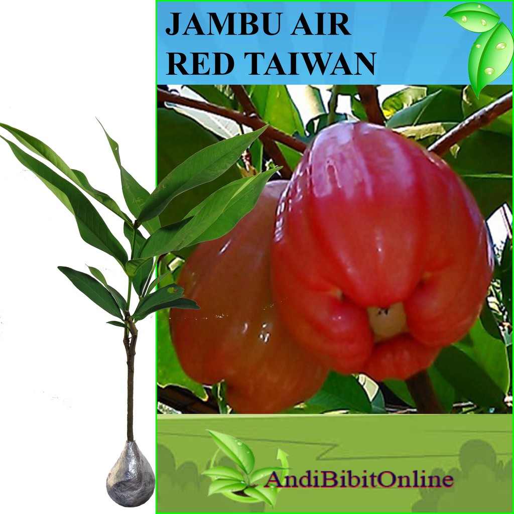 Jual Tanaman Jambu Air Red Taiwan (Tinggi 50-80 cm) | Shopee Indonesia