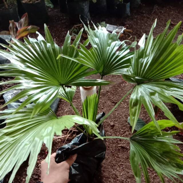 Jual Pohon palem sadeng - tanaman hias | Shopee Indonesia