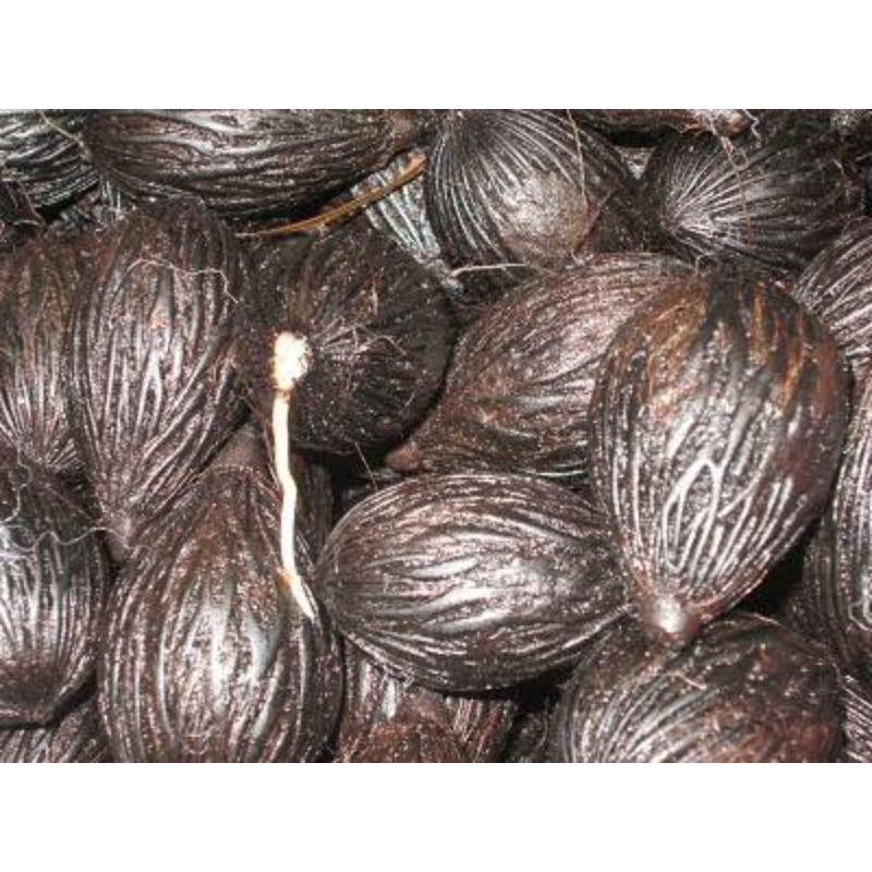 Jual Biji/Seeds Palem Putri (20 biji) | Shopee Indonesia