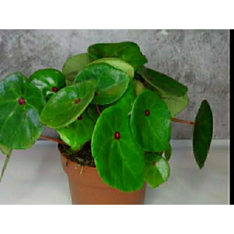 Jual tanaman.hias.begonia/Conchifolia.var*rubrimakula*RED.Ruby*begonia ...