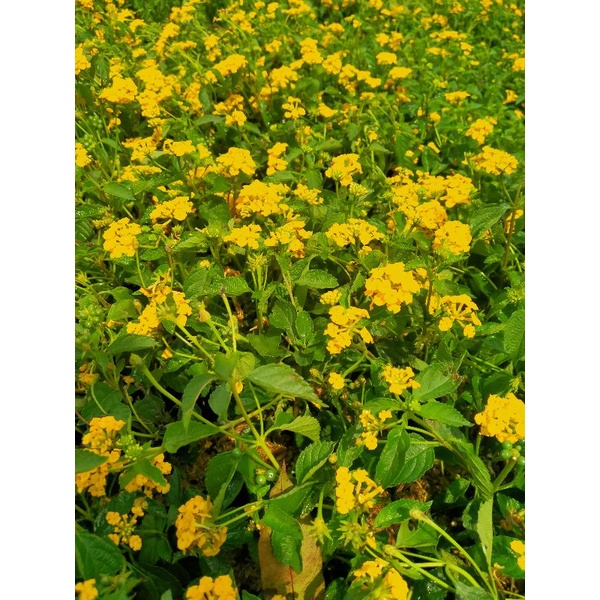 Jual Tanaman bunga lantana kuning stok super rimbun | Shopee Indonesia