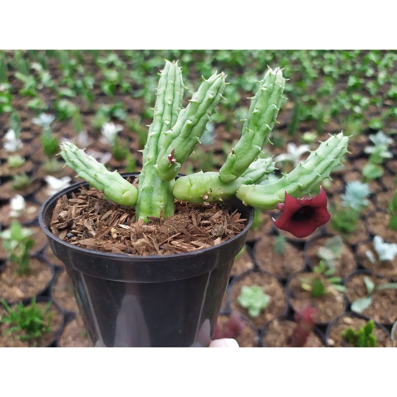 Jual Tanaman Hias Sukulen Huernia Zebra | Shopee Indonesia