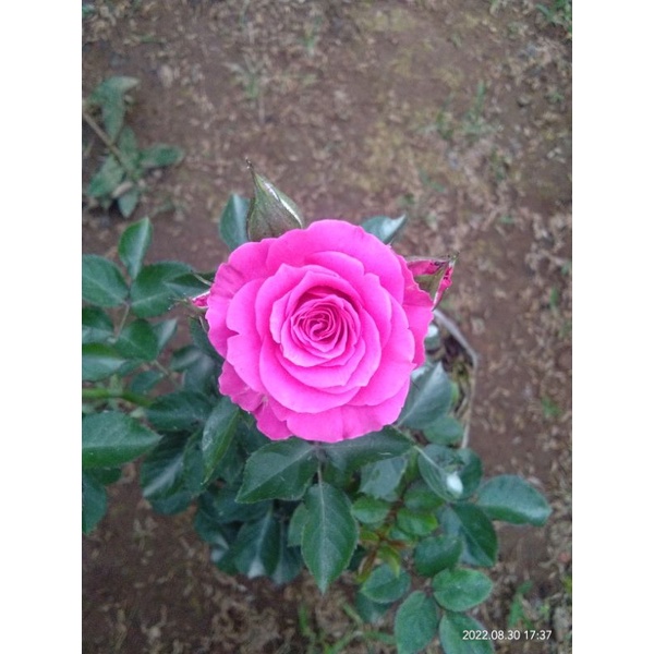 Jual Tanaman mawar spray pink | Shopee Indonesia