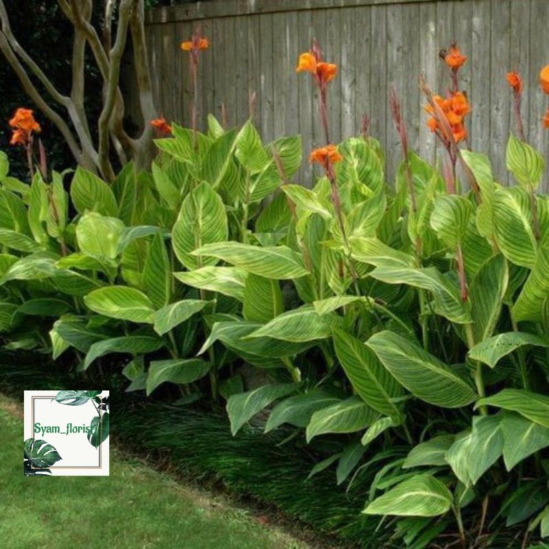 Jual Tanaman Hias Canna bunga kuning pretoria bunga kuning | Shopee ...