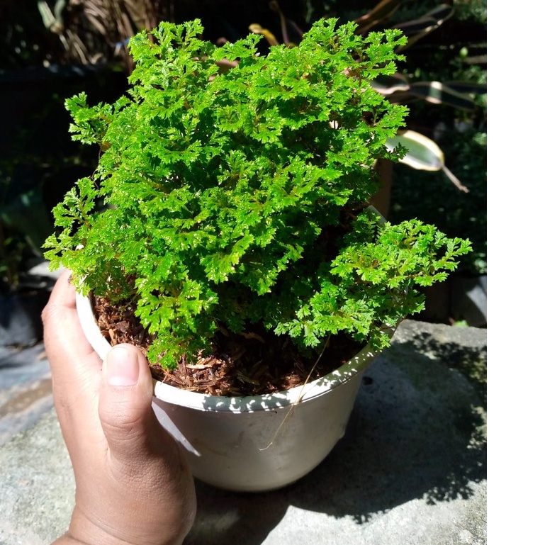 Jual RUMPUT PAPUA / LUMUT PAPUA/ PAKU PAPUA READY STOK / TANAMAN HIAS ...