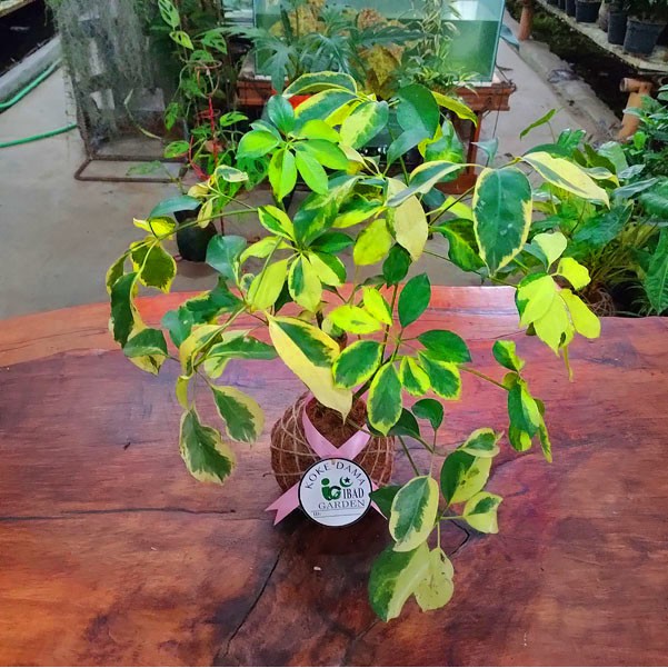 Jual Tanaman hias Kokedama Walisongo hybrid schefflera arboricola variegata | Jenis tanaman hias ...