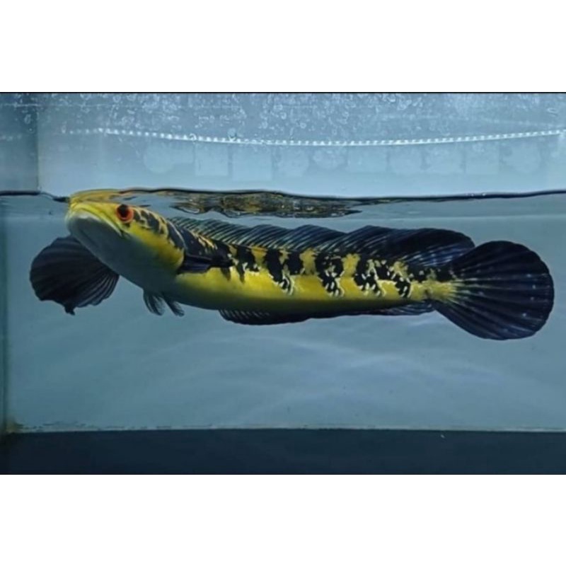 Jual CHANNA MARU YELLOW SENTARUM - WARNA PERMANENT - MATA MERAH - BAR ...