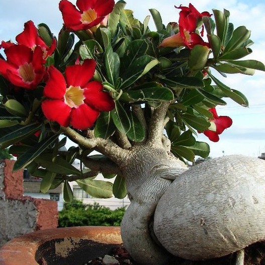 Jual Benih KAMBOJA RED Biji Bunga Adenium Obesum | Shopee Indonesia