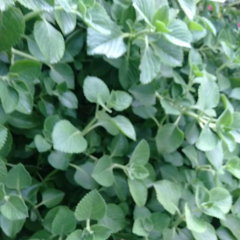 Jual Daun Jintan Jinten petik segar tanaman obat 250gram | Shopee Indonesia