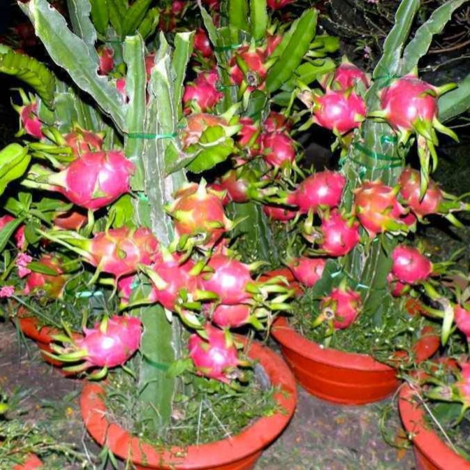 Jual PlantSeed -25 Benih Bibit Buah Naga Merah Red Dragon Unggul | Shopee Indonesia