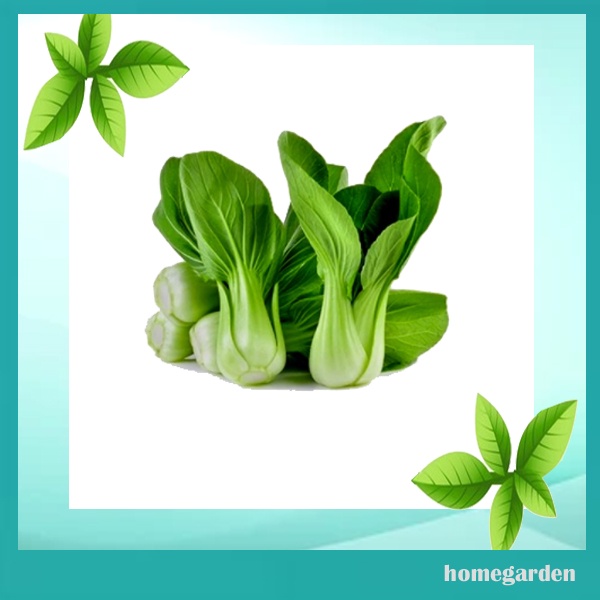 Jual Bibit Pakcoy Benih Sawi Packcoy Kemasan Repack Sayuran Hidroponik ...