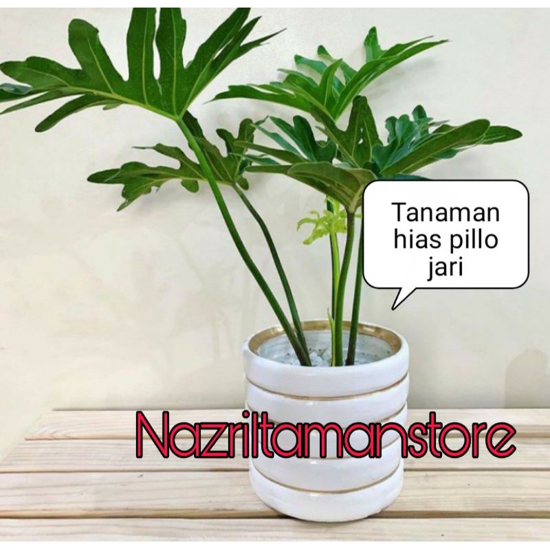 Jual Tanaman hias Pillo Dendrum / Philo Jari | Shopee Indonesia