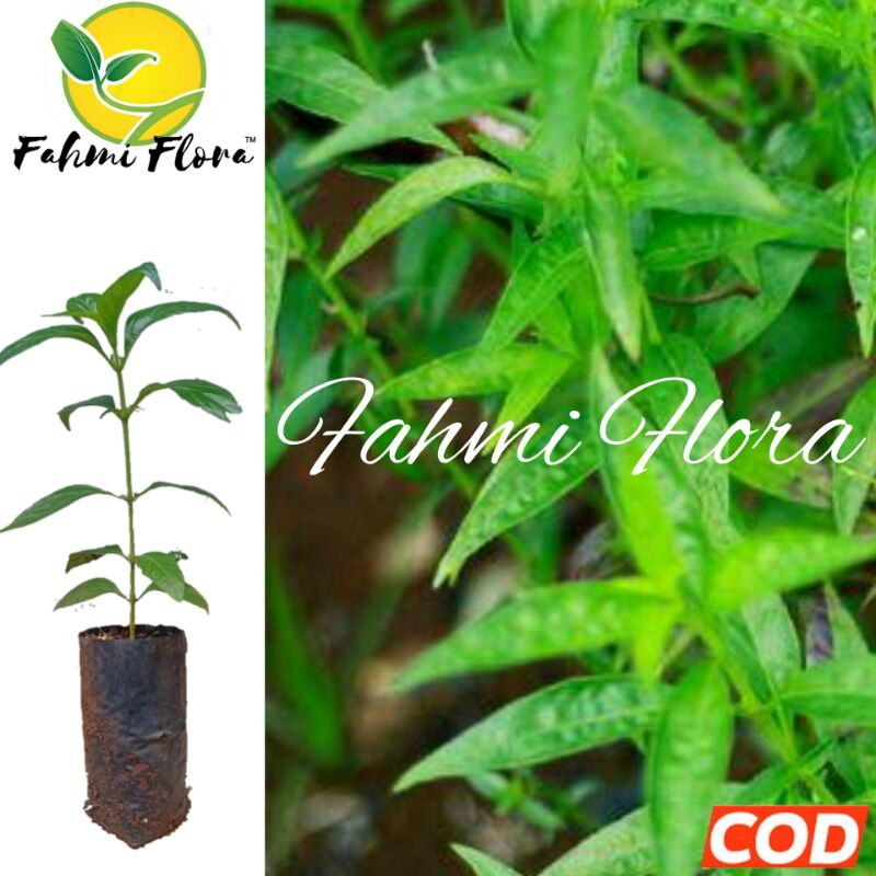 Jual Sambiloto Andrographis Paniculata Shopee Indonesia