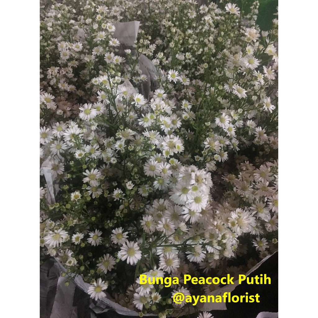 Jual Bunga Pikok / Peacock Putih Asli Fresh Segar Cocok untuk hiasan ...