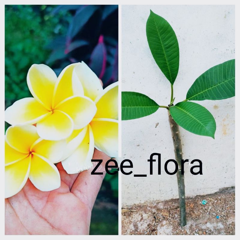 Jual stek batang Kamboja / cutting batang kamboja bunga kuning | Shopee ...