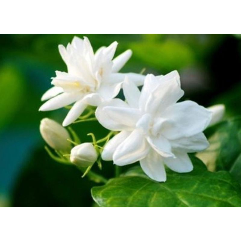 Jual ( BAYAR DI TEMPAT ) tanaman melati wangi melati rambat melati jawa ...