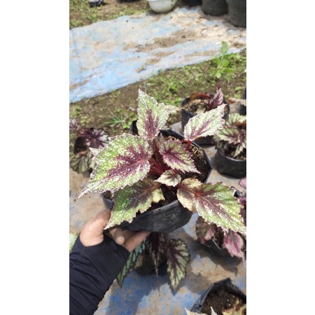 Jual begonia hijau beras, begonia murah, begonia rimbun, begonia cantik ...