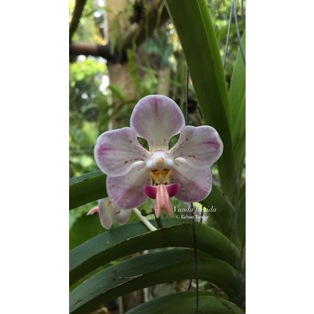 Jual Anggrek Vanda Foetida Dewasa Rawatan - Anggrek spesies - Anggrek ...