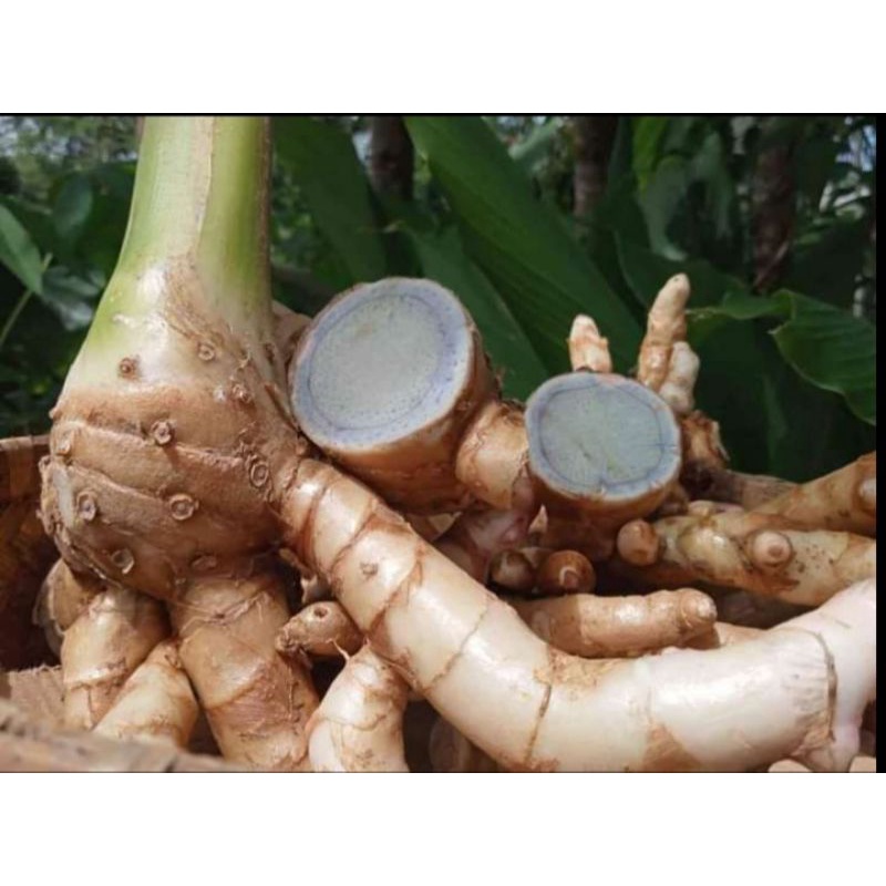 Jual Temu ireng/temu hitam segar 1kg | Shopee Indonesia