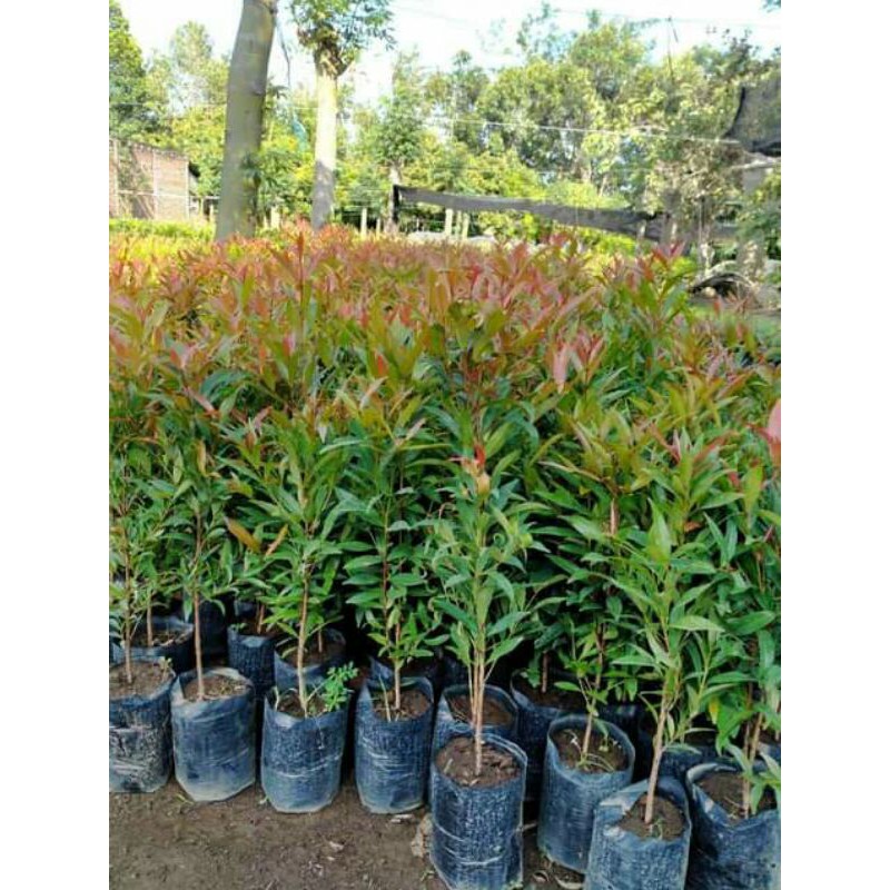 Jual tanaman bunga pucuk merah | Shopee Indonesia