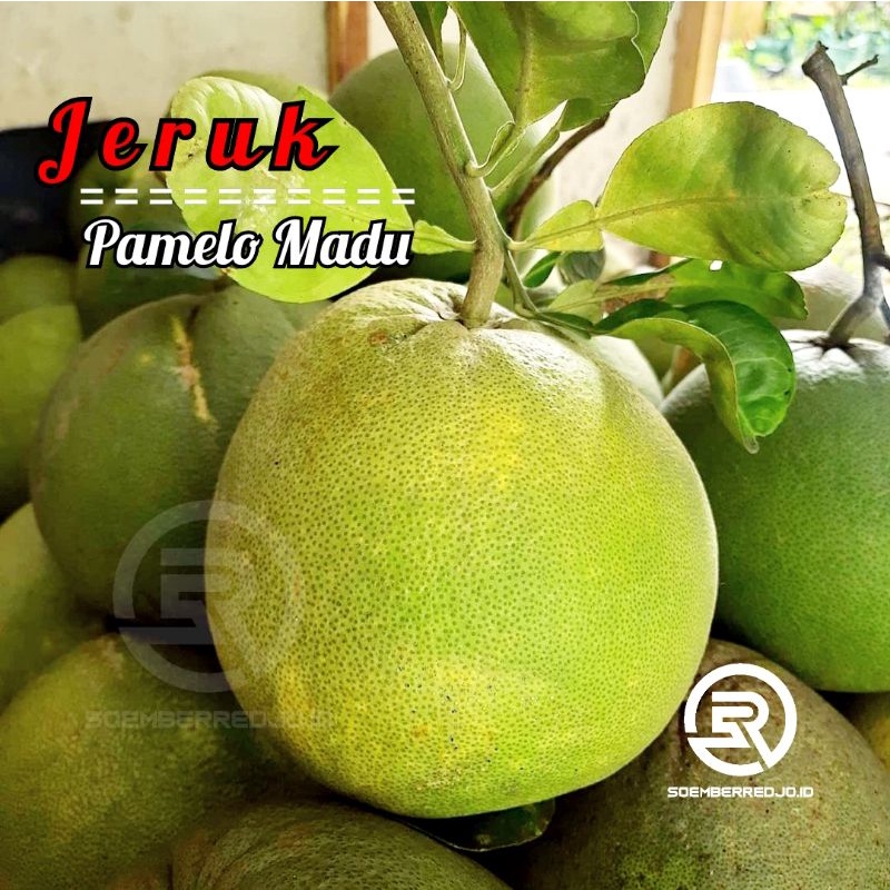Jual Bibit Jeruk Pamelo Madu Original | Shopee Indonesia