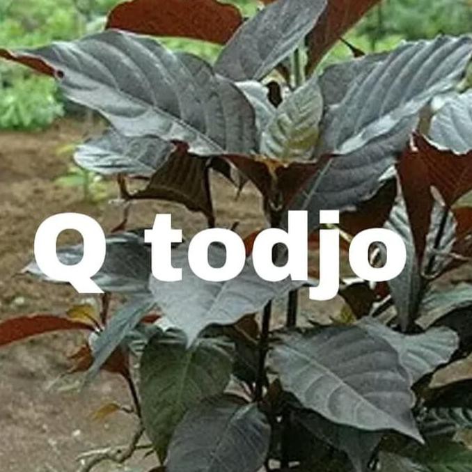 Jual Herbal877D8Rs-1 Daun Handeuleum Segar Atau Daun Ungu 250 Gram ...