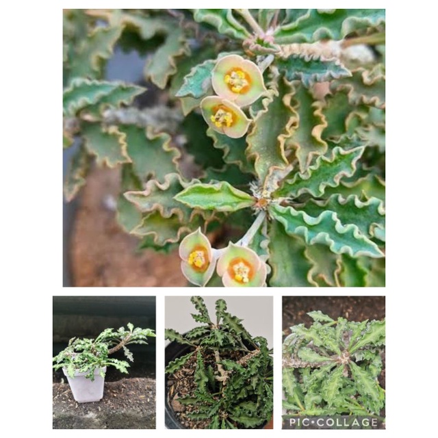 Jual sukulen kaktus bunga euphorbia decaryi. | Shopee Indonesia