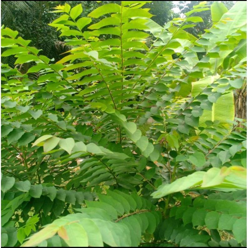 Jual DAUN CERMAI/DAUN CERME SEGAR PRESS LANGSUNG PETIK (30 TANGKAI ...